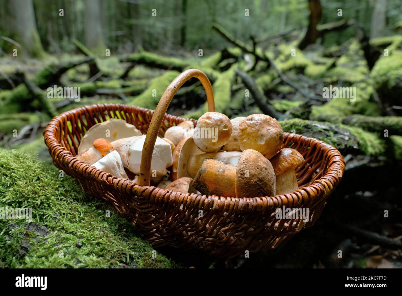 A wicker basket full of porcini, scarletina bolete and scaber stalks ...