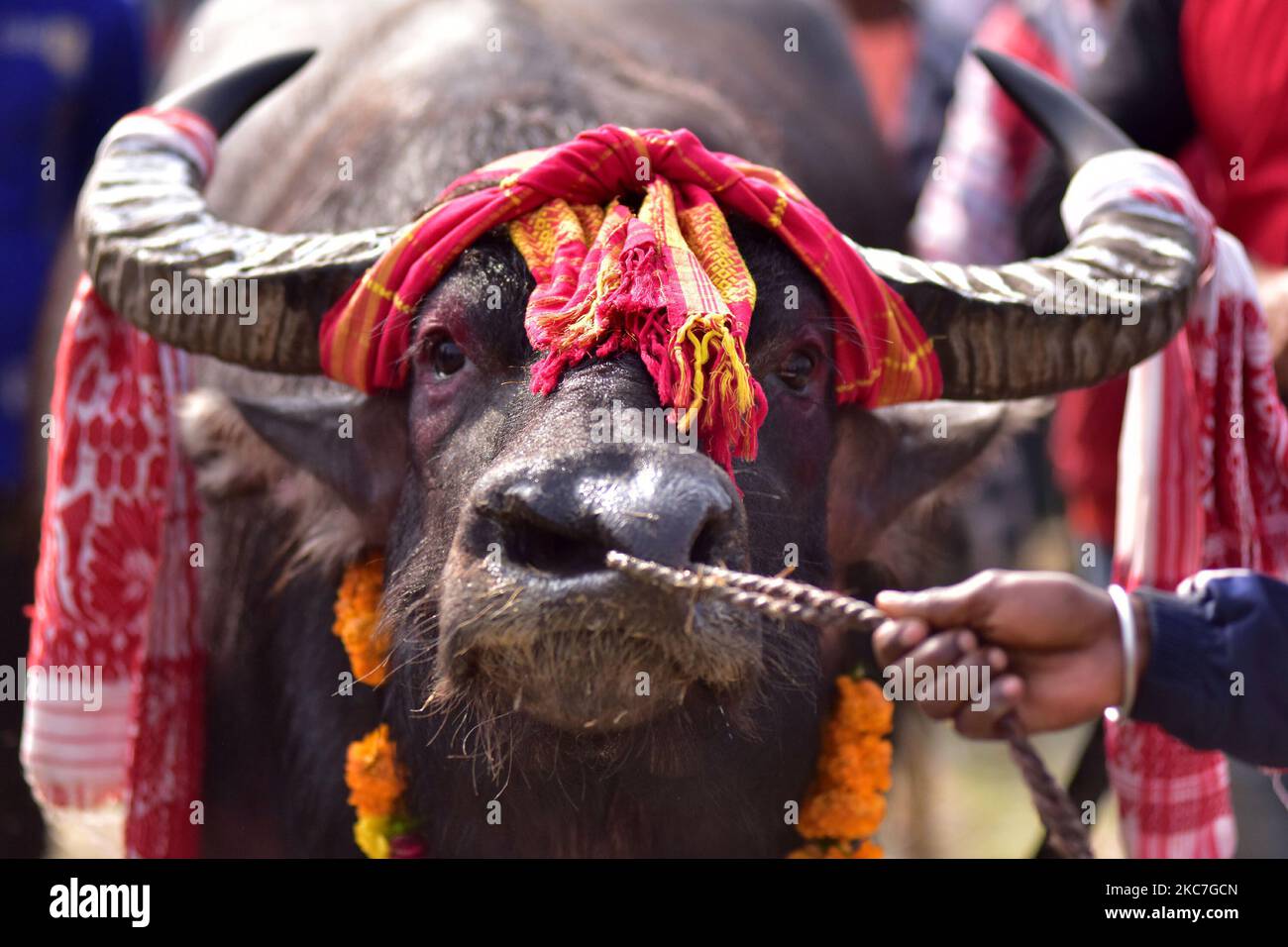 A decorated buffalo stands before engaging in a traditional buffalo ...