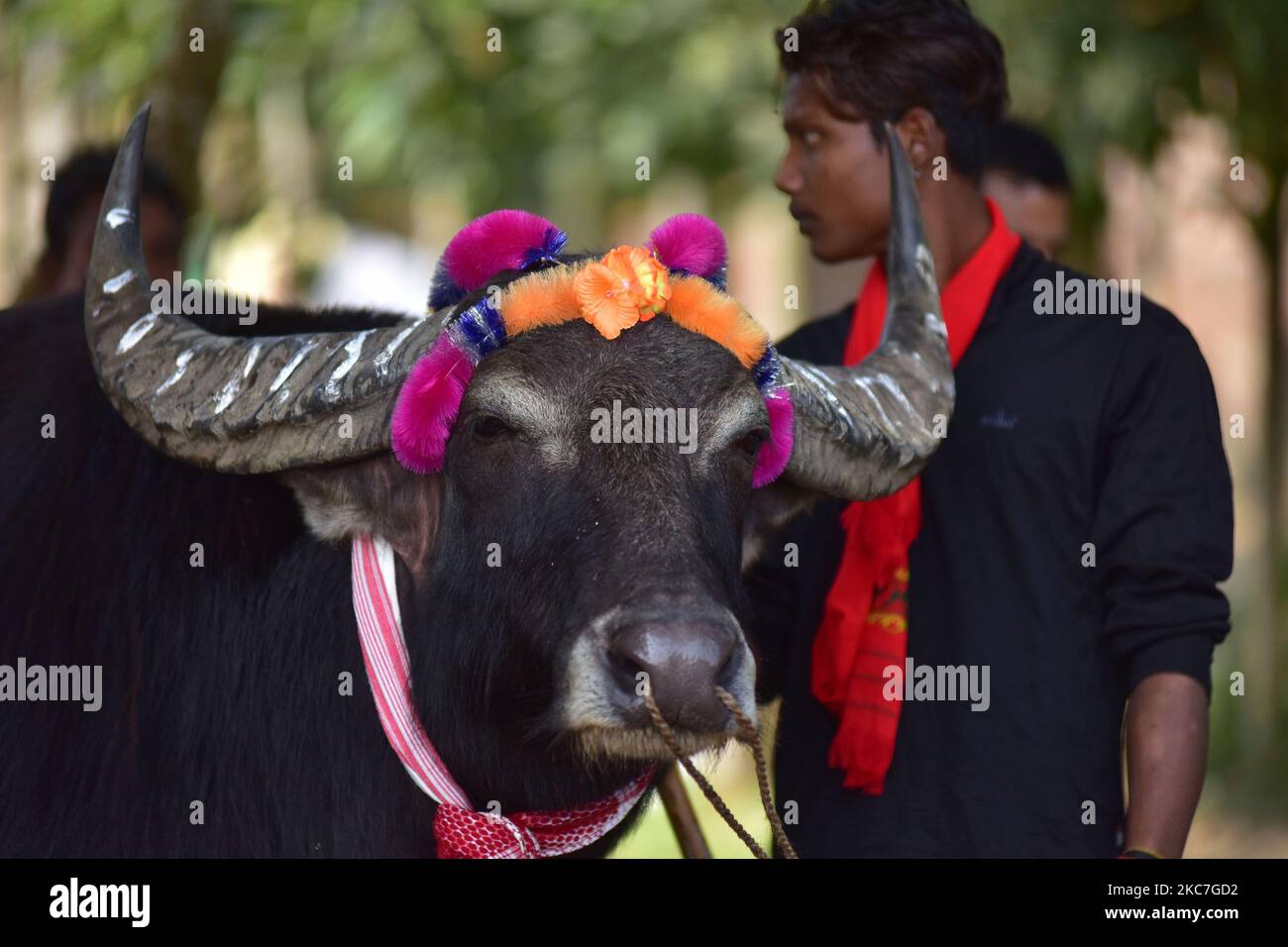 A decorated buffalo stands before engaging in a traditional buffalo ...