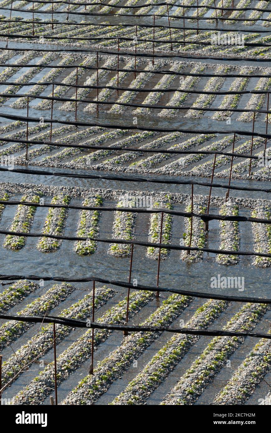 Young wasabi plants grown in rows of pebbles irrigated by fresh flowing ...