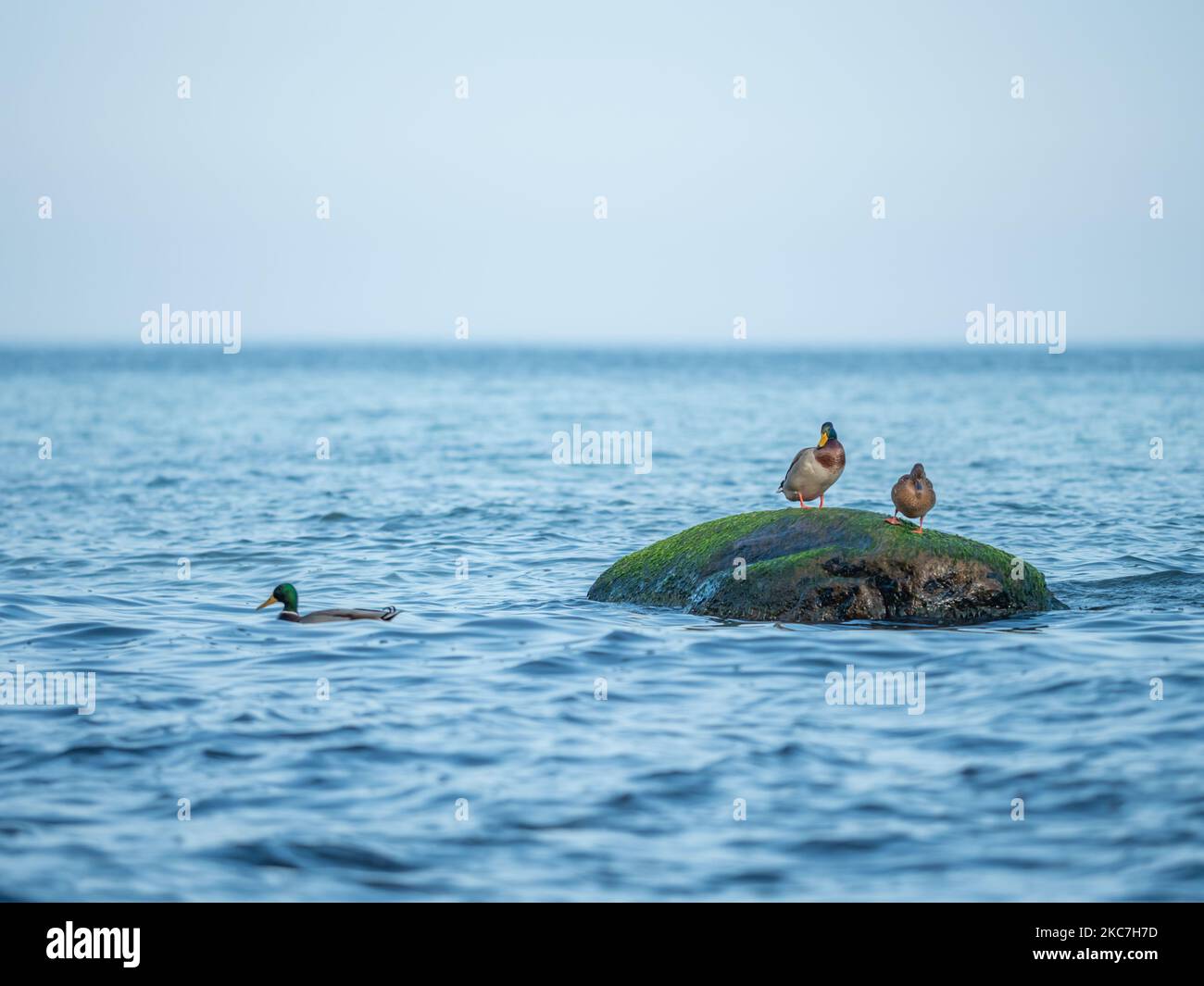 Duck pair stay on mossy boulder at stony coast of Baltic sea. Floating ...