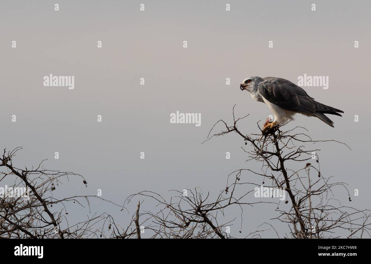 The black shouldered kite elanus axillaris hi-res stock photography and ...