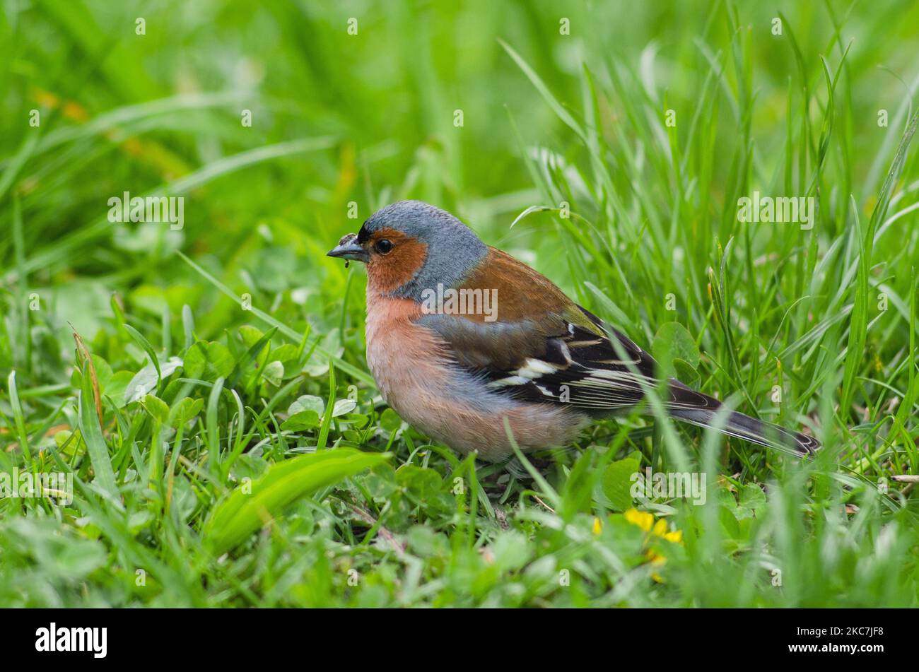 A closeup of a common chaffinch on the green grass Stock Photo - Alamy