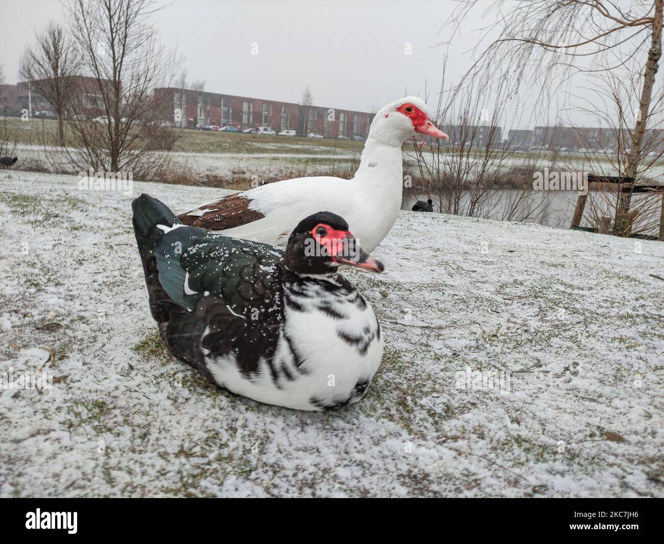 Birds on the snow. Daily life in the Netherlands with the first ...