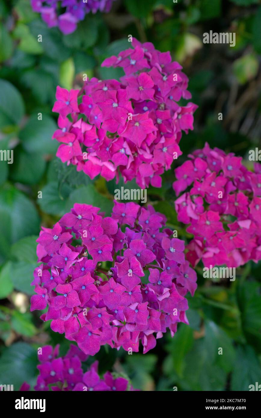 Pink blossom hydrangea macrophylla hi-res stock photography and images ...