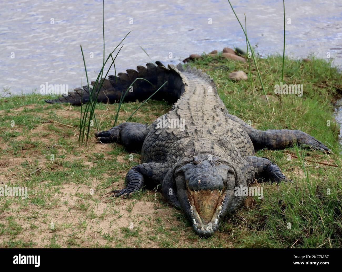 A scary Nile crocodile on the bank of a river Stock Photo - Alamy