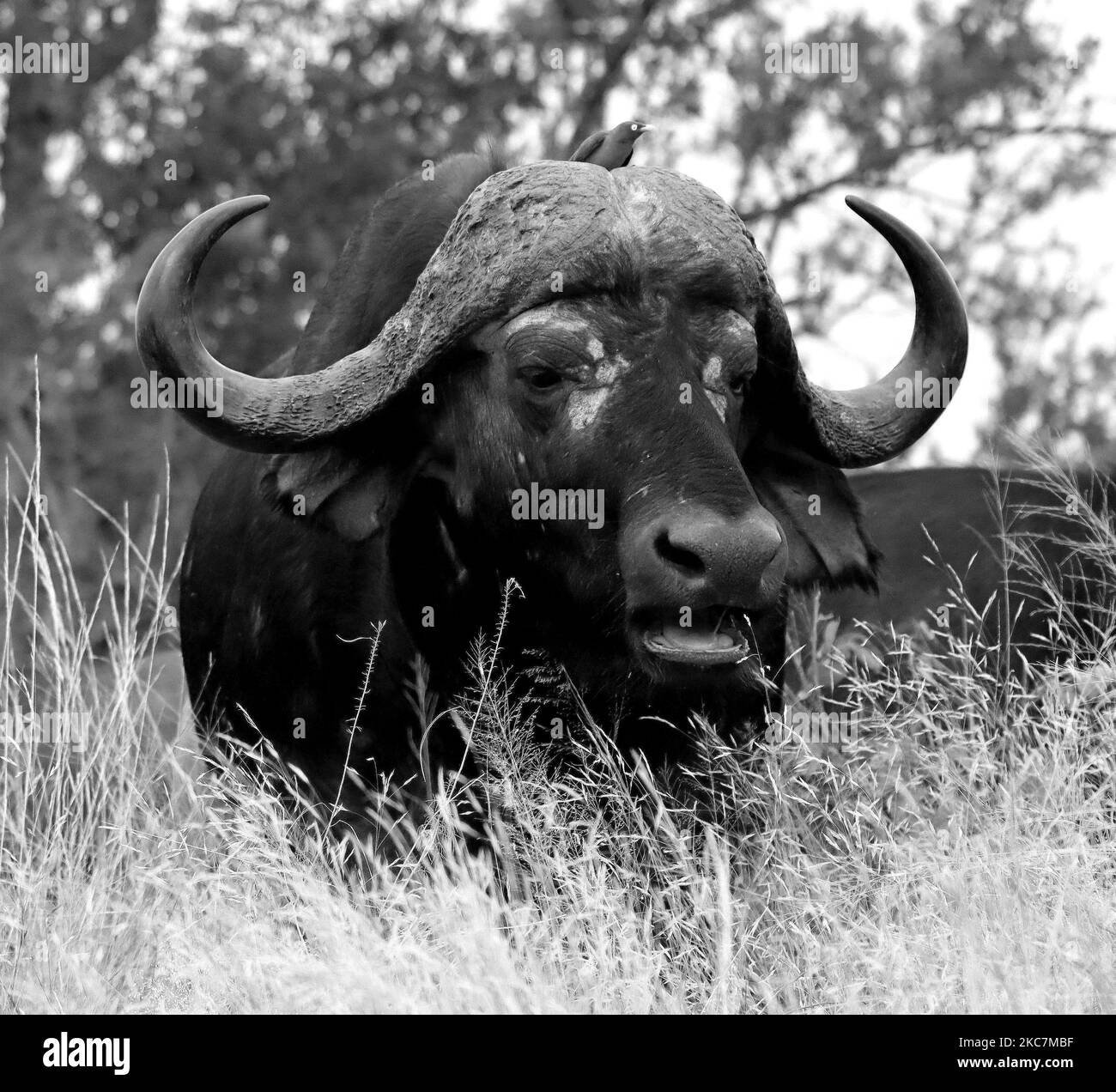 A grayscale portrait of a buffalo in the field Stock Photo - Alamy