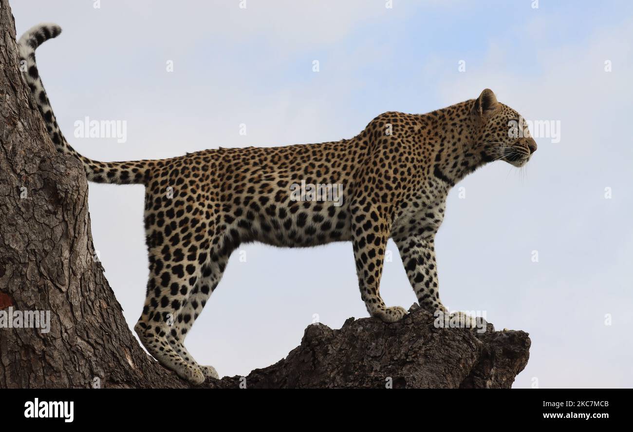 A young female leopard standing on the tree branch Stock Photo - Alamy
