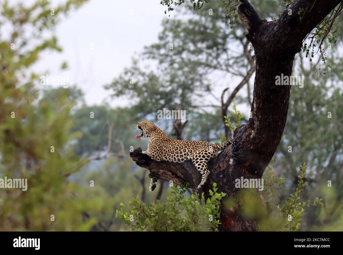 A female leopard yawns lazily while laying on a tree Stock Photo - Alamy