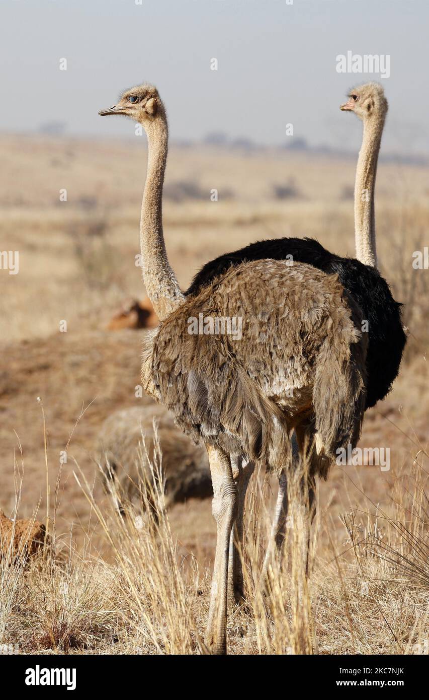 A vertical shot of an ostrich couple in the valley Stock Photo - Alamy