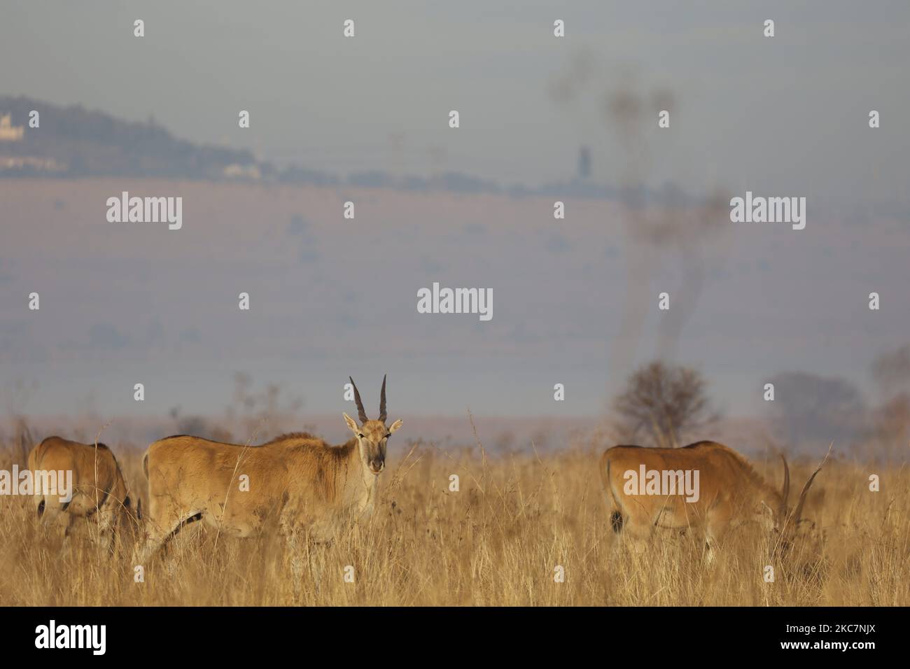 The common elands in the valley Stock Photo - Alamy