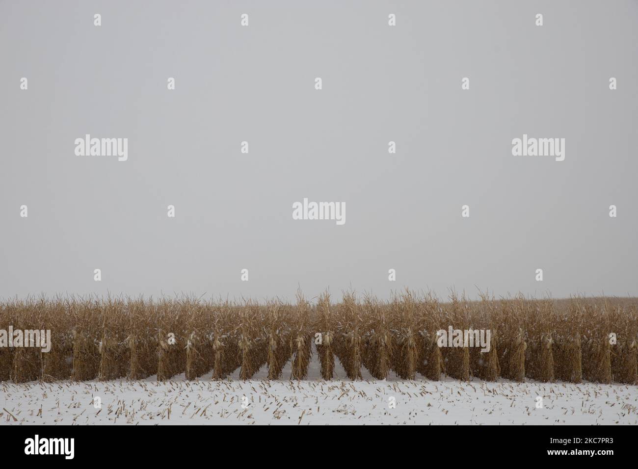Multiple rows of crops on unharvested agricultural field Stock Photo ...