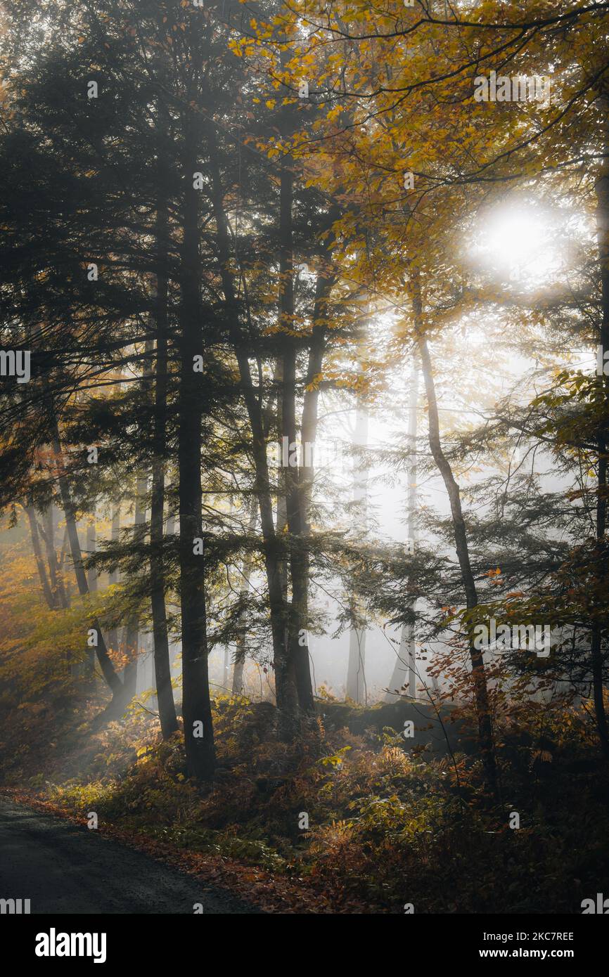 A green and autumn-coloured forest with soft rays of light piercing ...