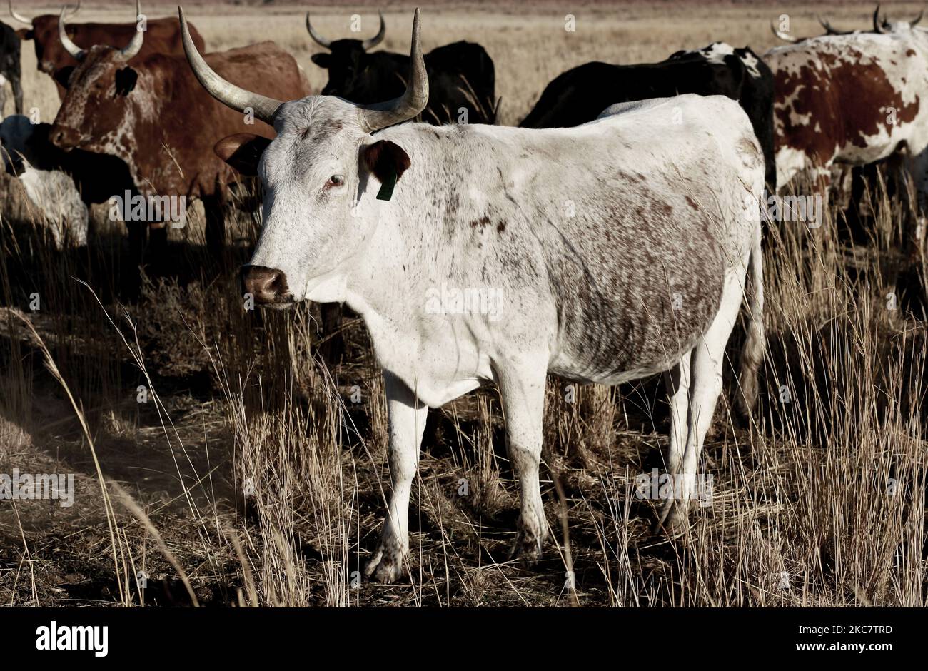 A white Nguni Cattle (Bos taurus) in the field with the herd in the ...