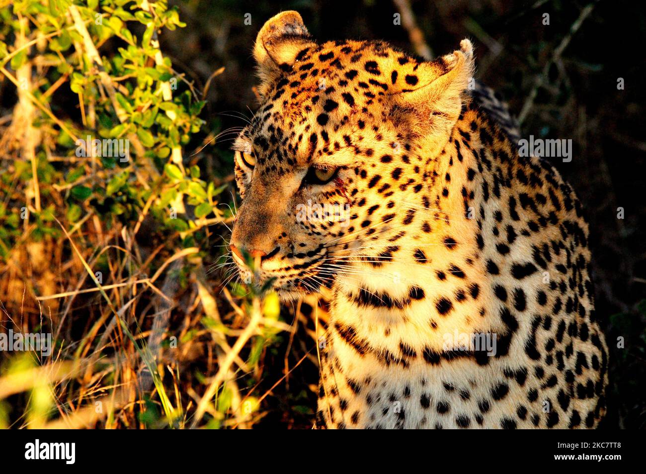 A wild beautiful leopard (Panthera pardus) in its natural habitat with ...