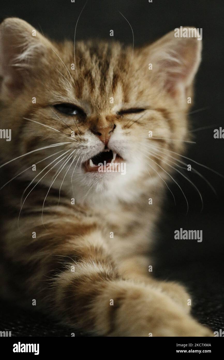 a vertical closeup of a cute shorthair kitten Stock Photo - Alamy