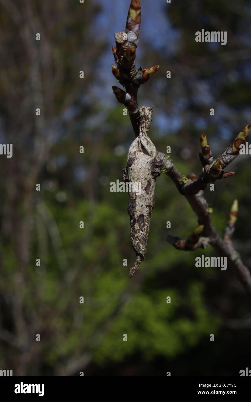 Bagworm moth larva hi-res stock photography and images - Alamy