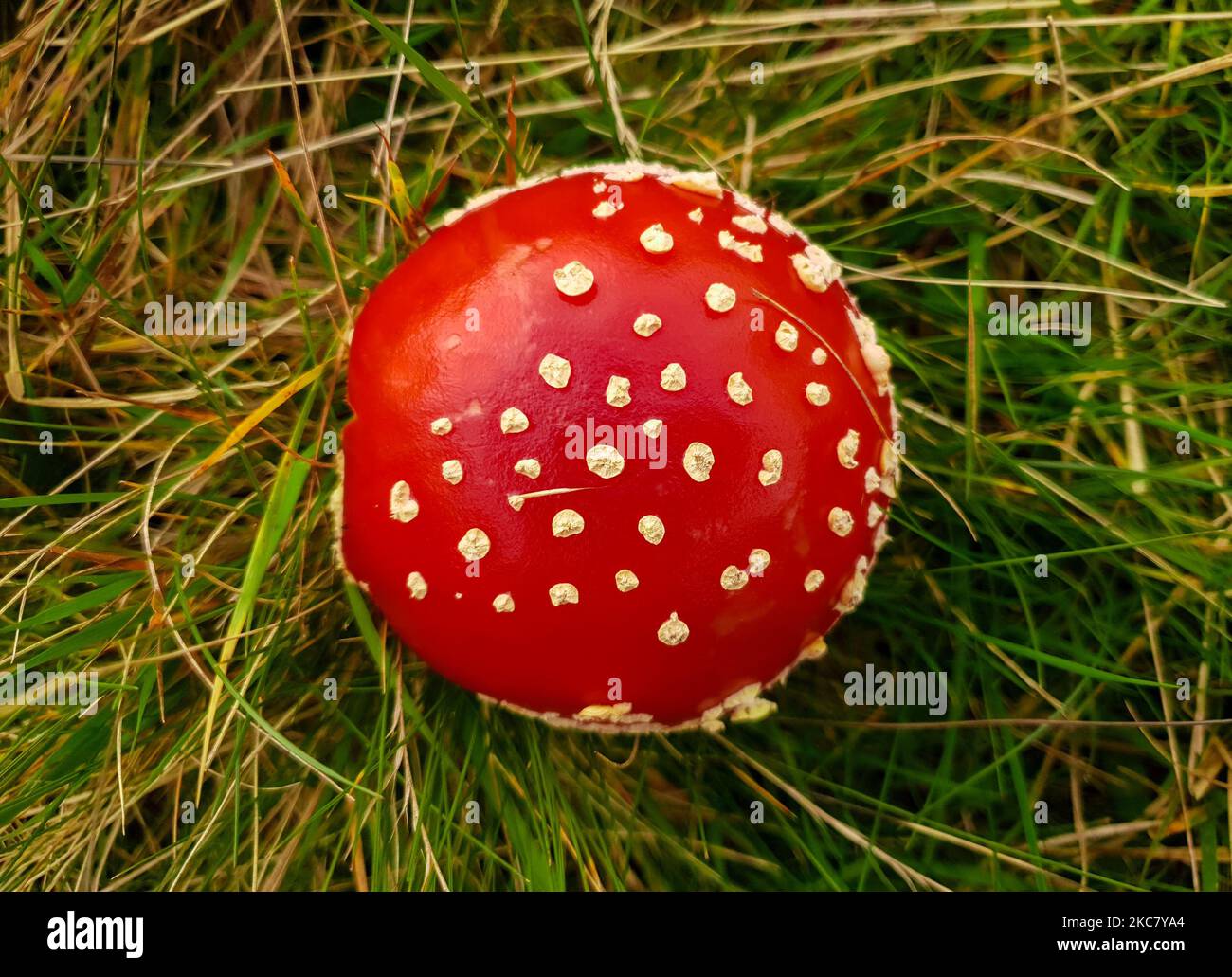 A close-up of an Amanita muscaria mushroom, red Stock Photo - Alamy