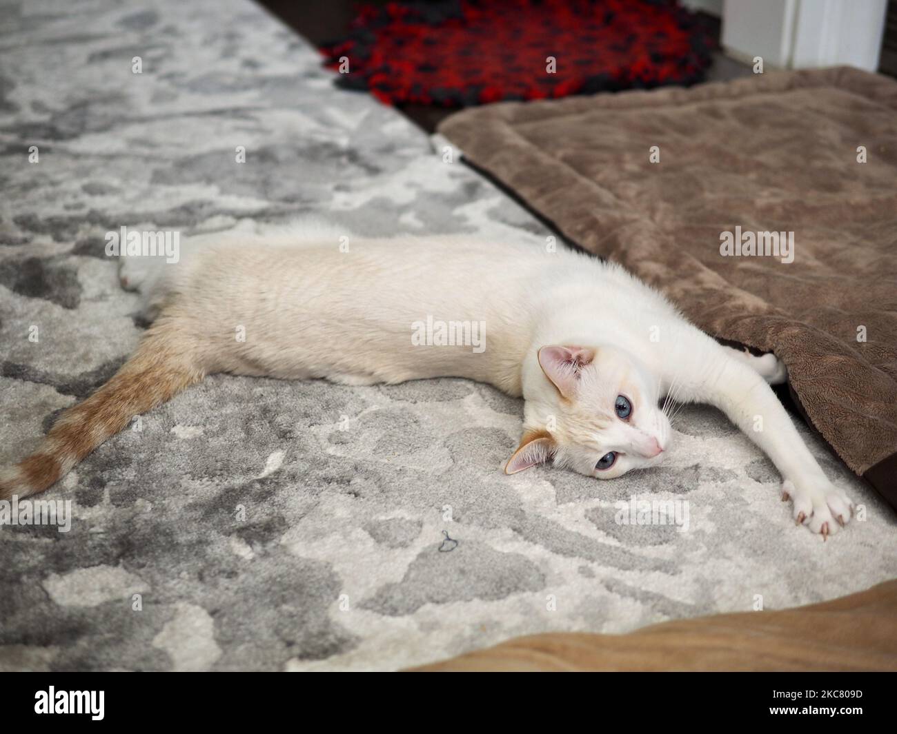 Blue siamese cat hi-res stock photography and images - Alamy
