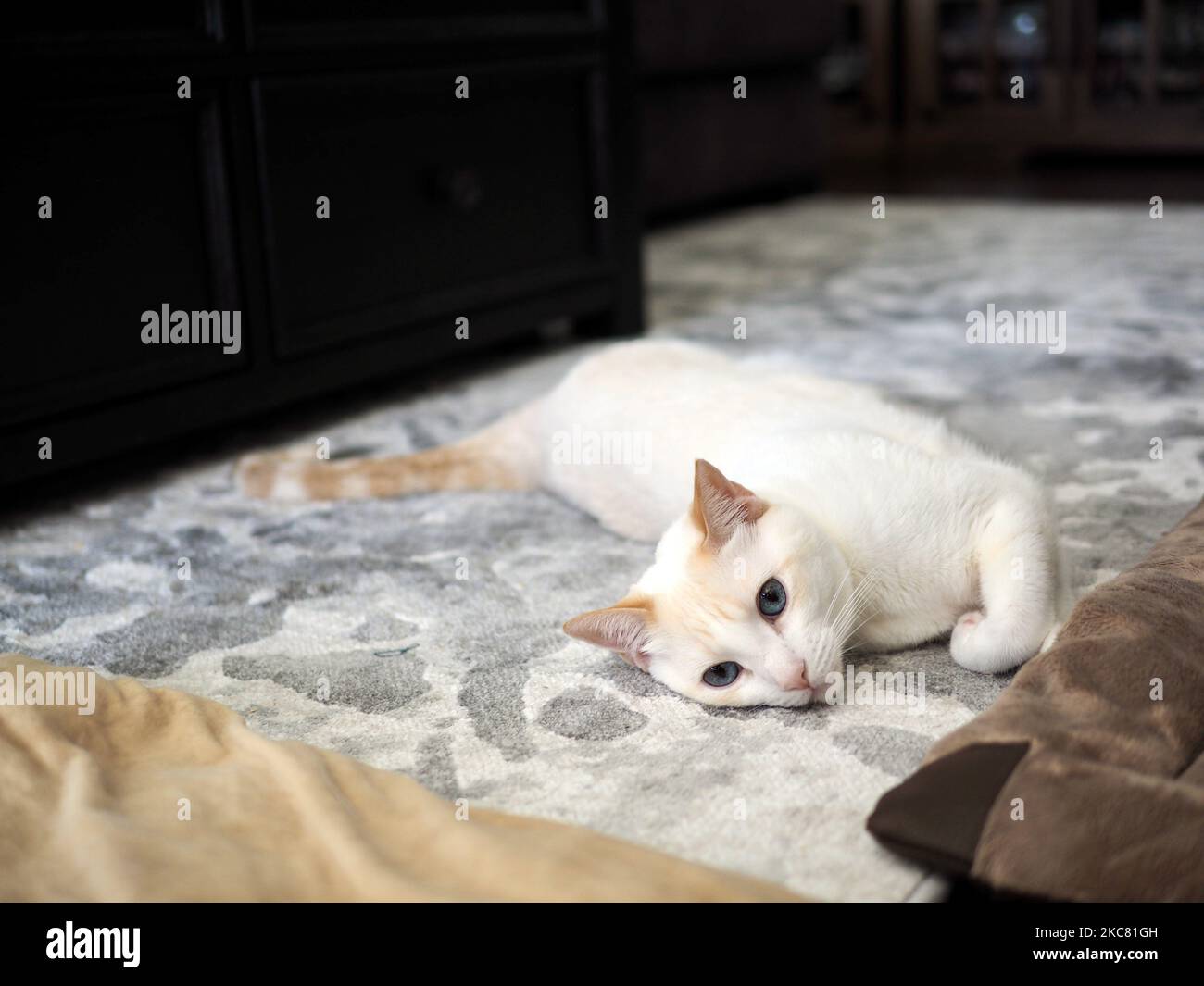 Blue siamese cat hi-res stock photography and images - Alamy