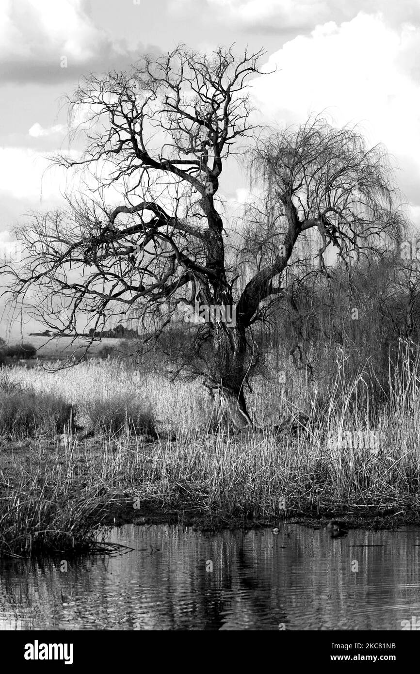 A vertical grayscale of a weathered tree at the shore of a lake Stock ...