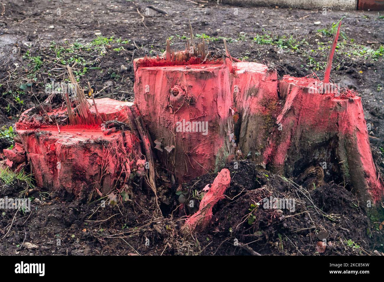 Long line tree stumps hi-res stock photography and images - Alamy