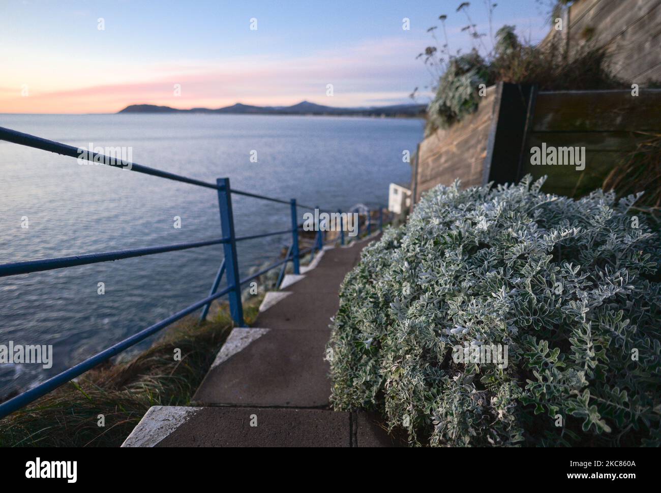 A frozen plant on the path to the Vico bathing place, Hawk Cliff, in ...