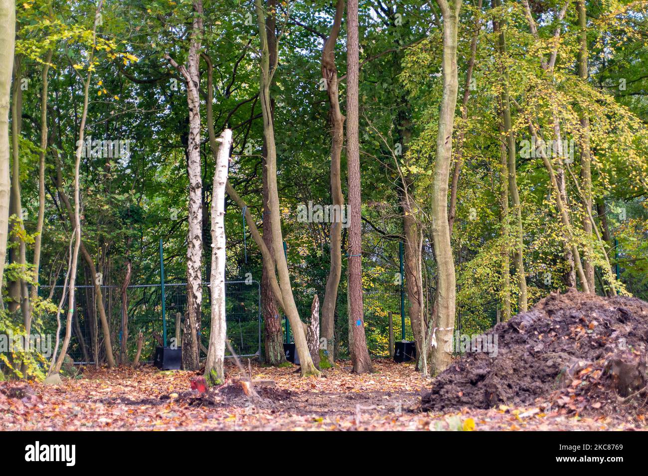 Wendover, Buckinghamshire, UK. 4th November, 2022. Trees felled by HS2 ...