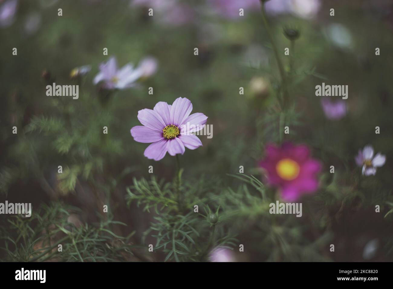 A selective focus of a lilac cosmos flower in the garden, with the blurred background Stock ...