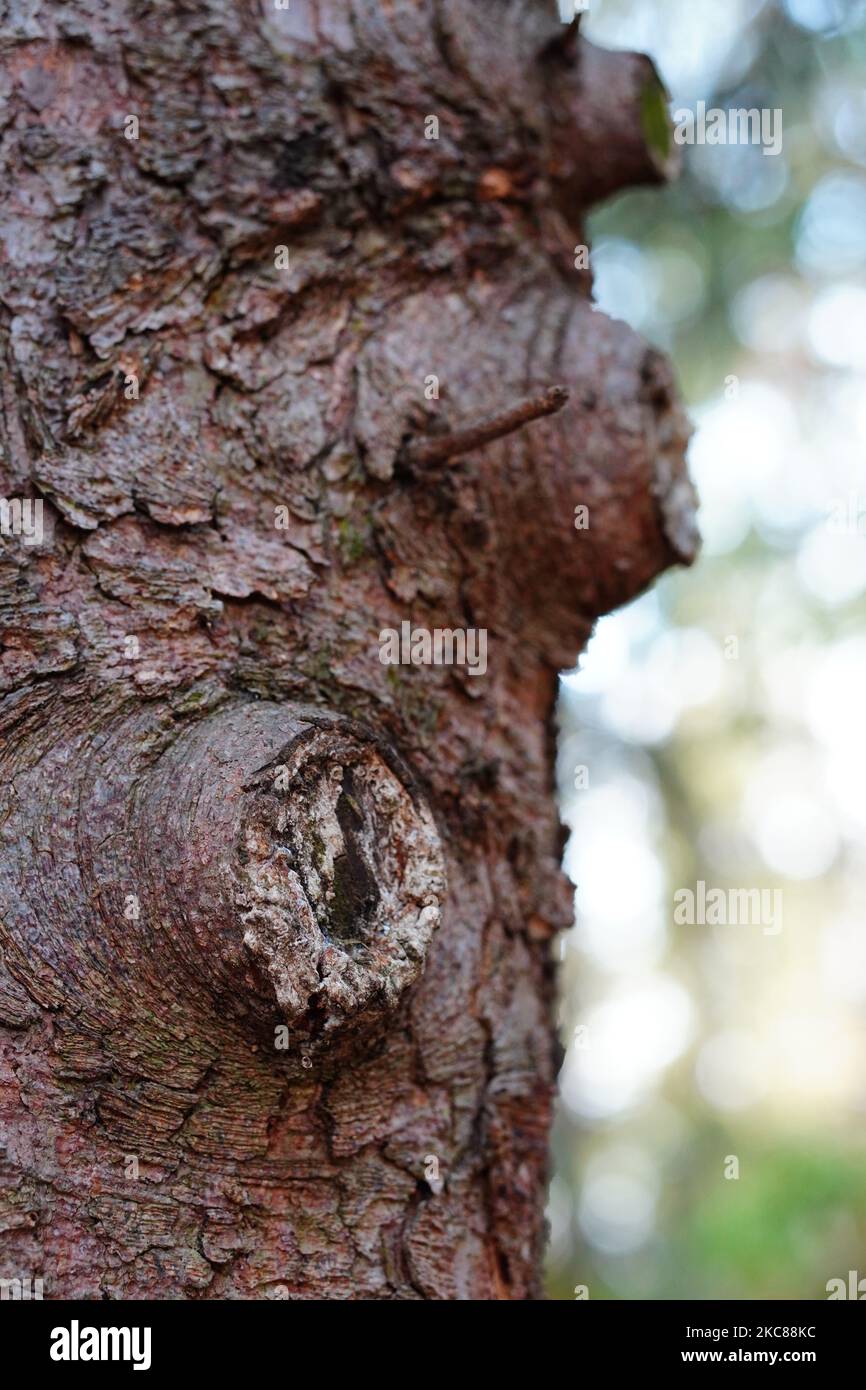 Callus after pruning hi-res stock photography and images - Alamy