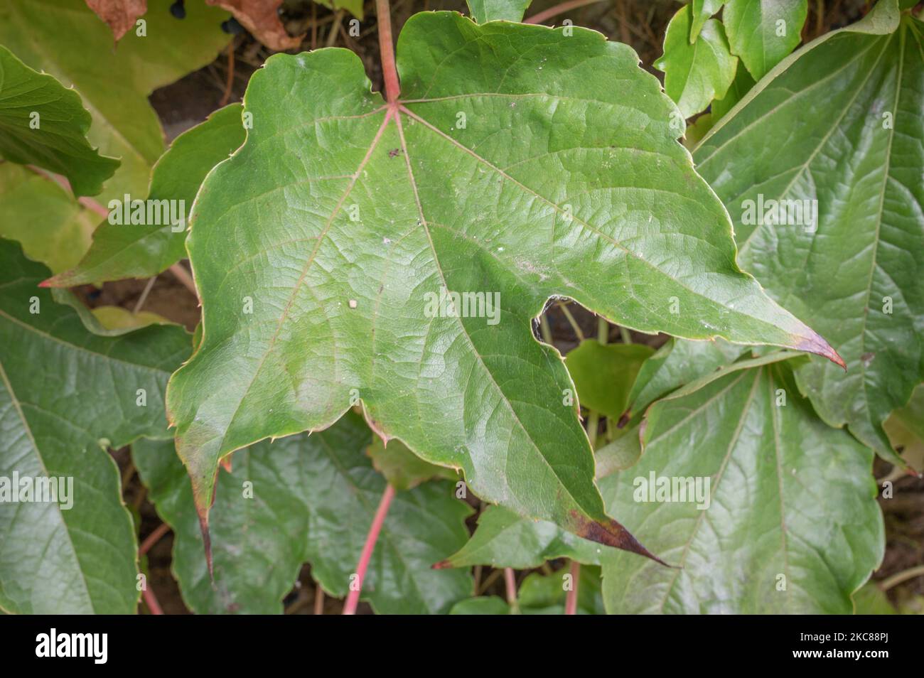 beautiful leaves in the forest Stock Photo - Alamy