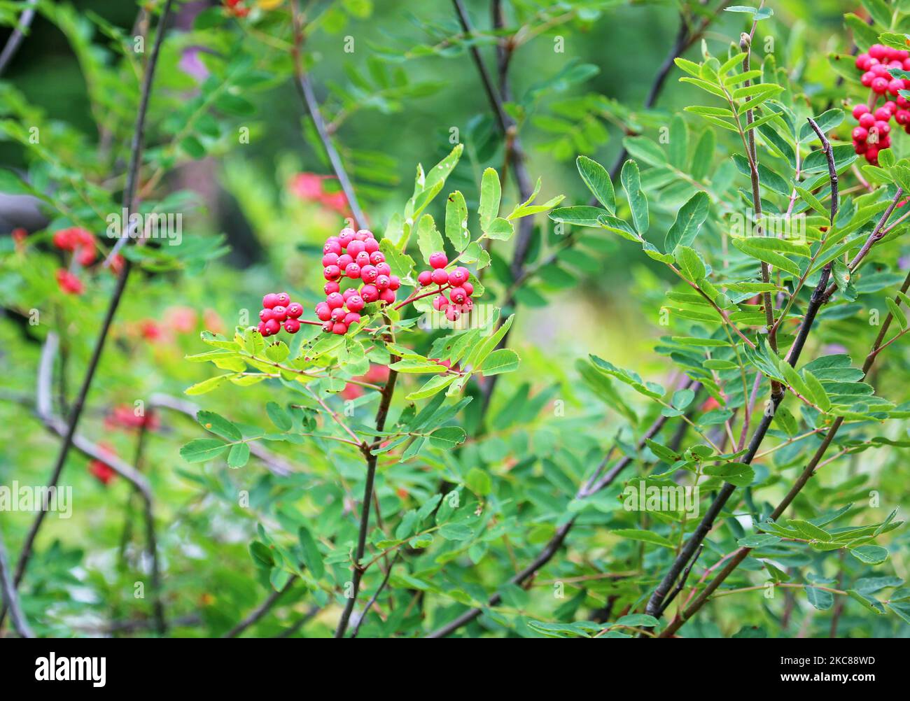 Rowan bush hi-res stock photography and images - Alamy