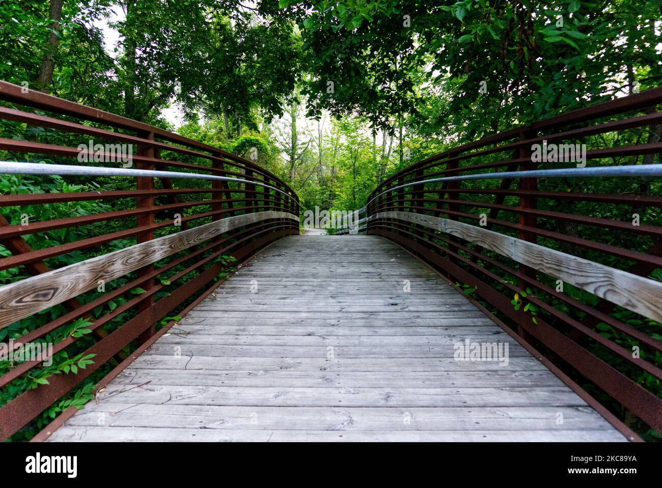 A bridge through a green forest Stock Photo - Alamy