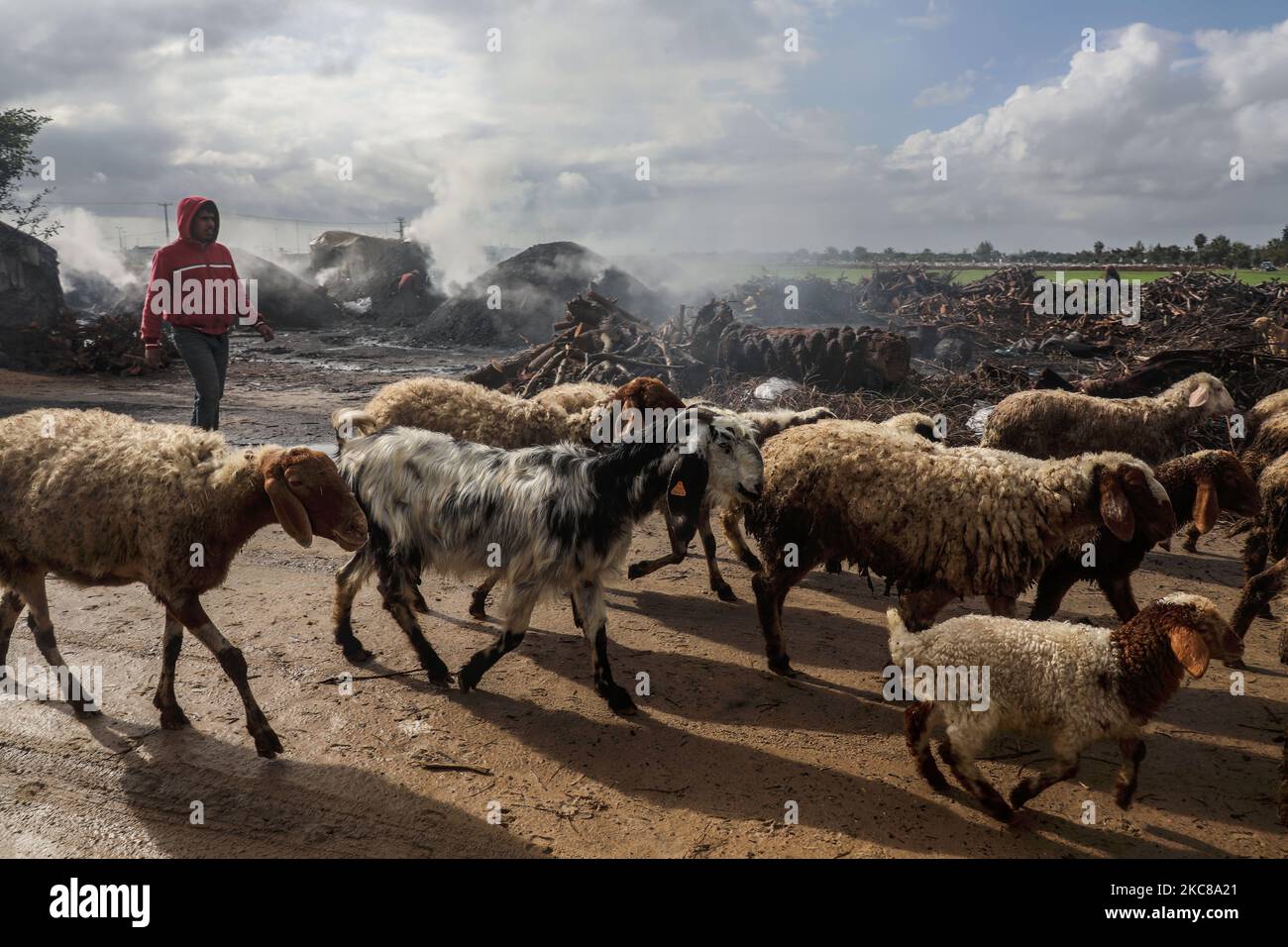 A Palestinian shepherd herds his sheep as he walks past the a ...