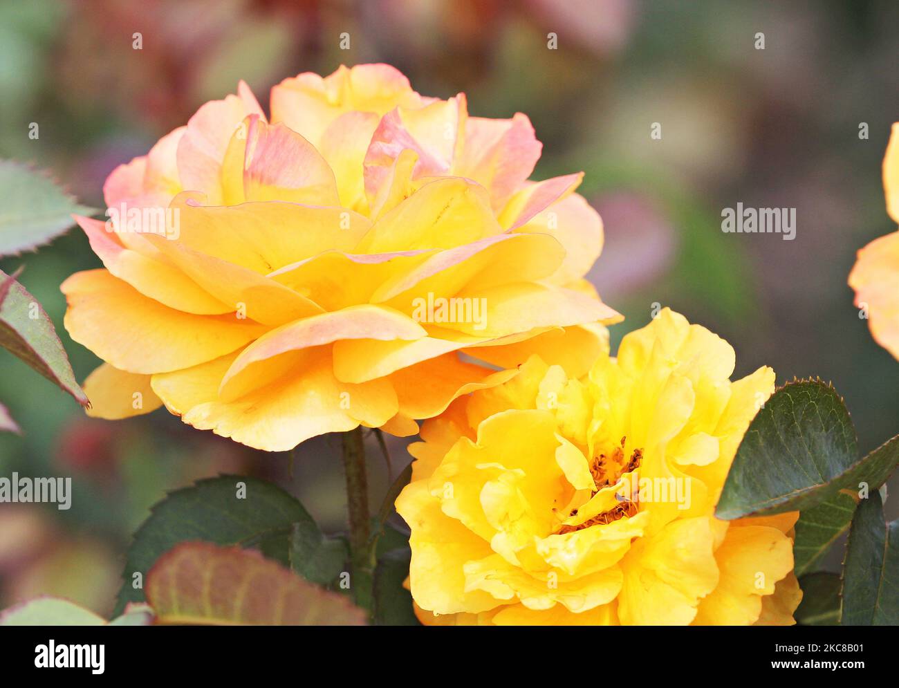 Yellow pink rose Stock Photo - Alamy