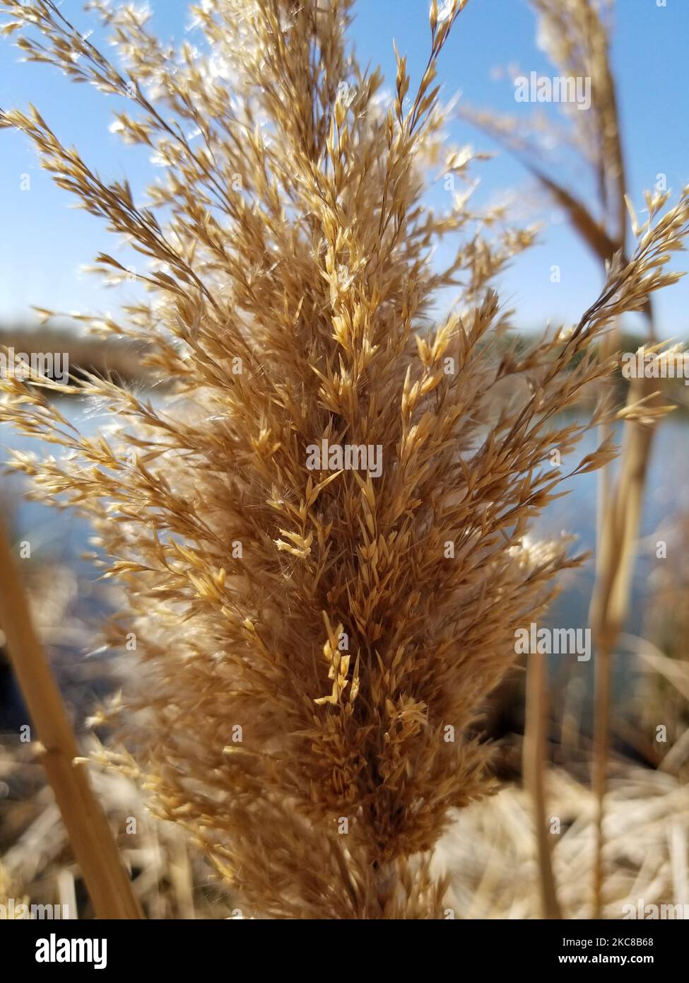 A closeup of the common reed, a vertical shot Stock Photo - Alamy