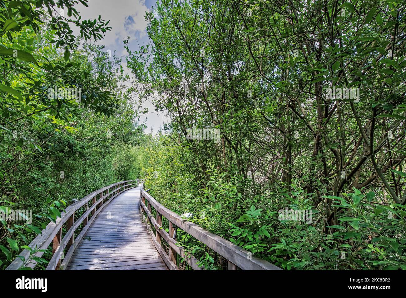 A wooden bridge through a green forest Stock Photo - Alamy