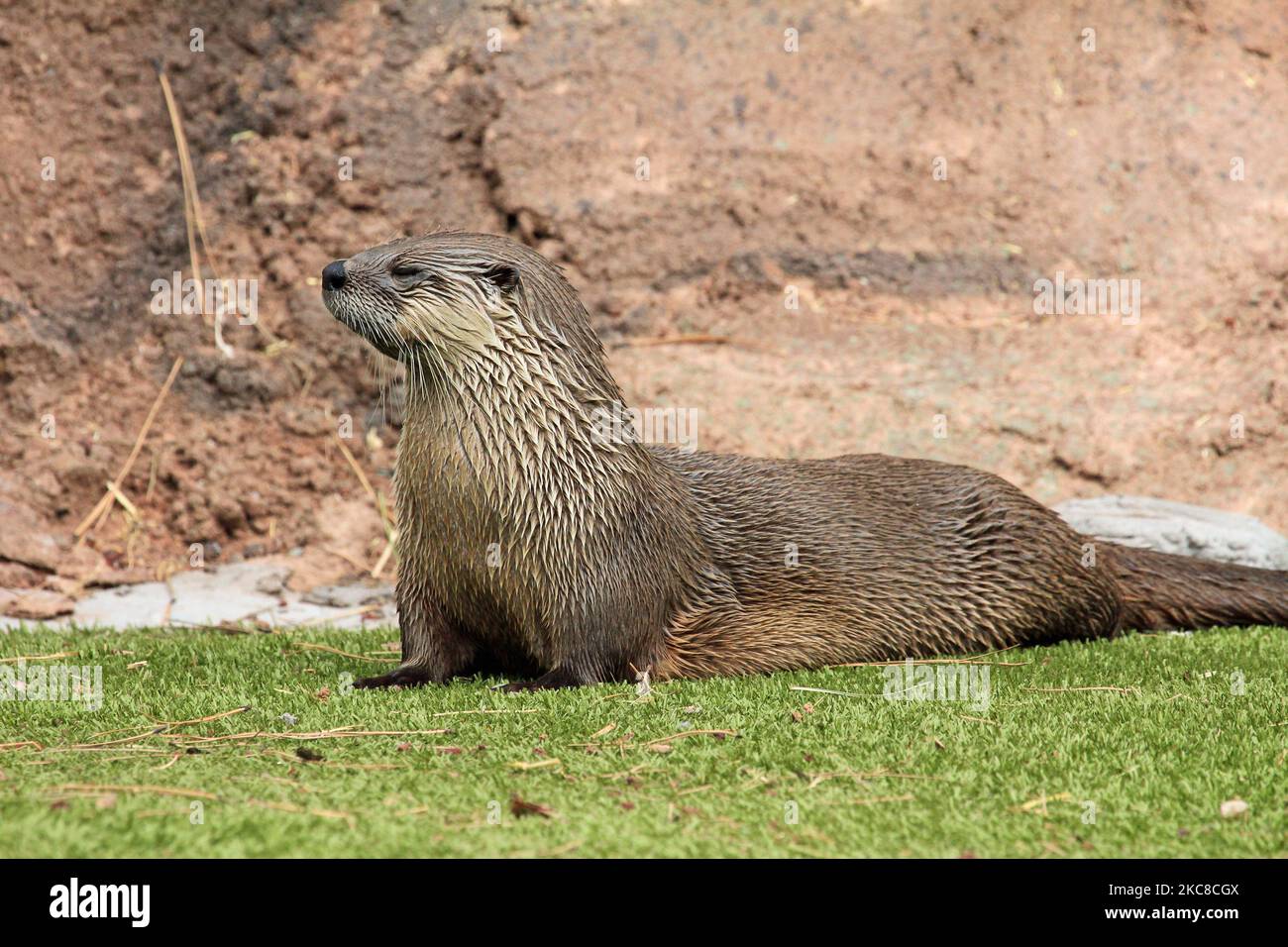 Otter profile hi-res stock photography and images - Alamy