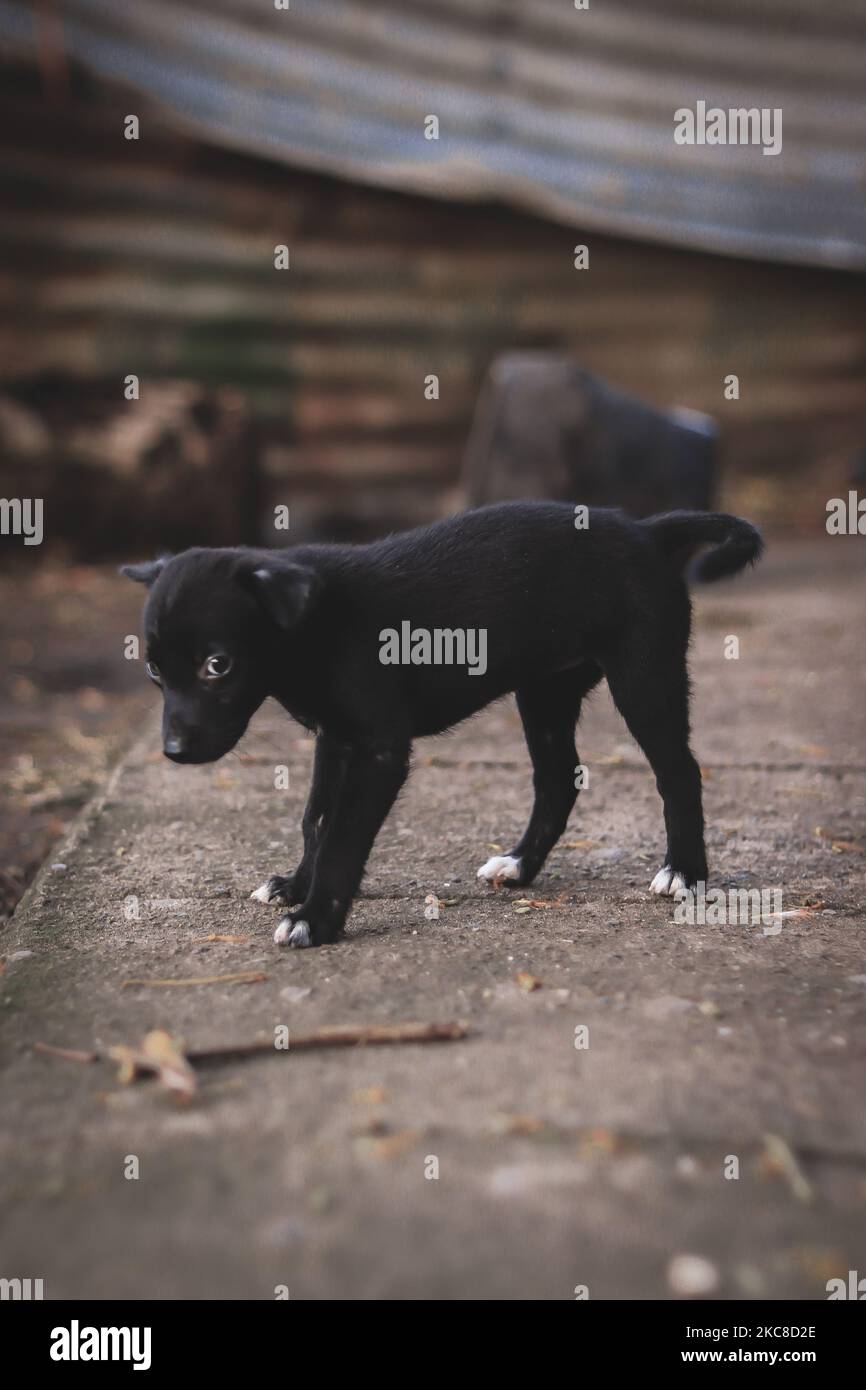 A vertical of a small black dog wandering around in Bacolod ...