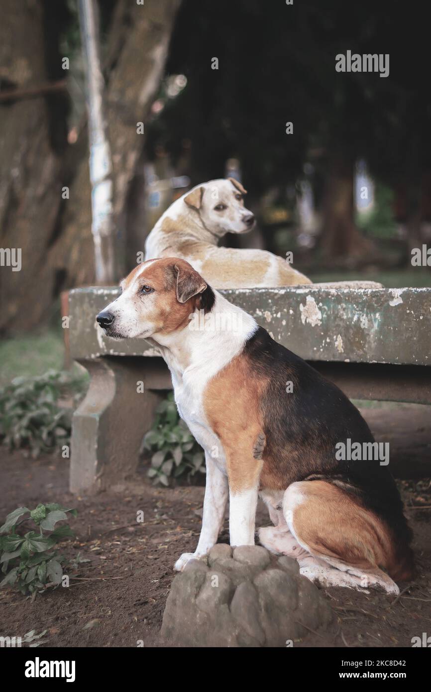 A vertical of two dogs sitting together on a bench in an abandoned area ...