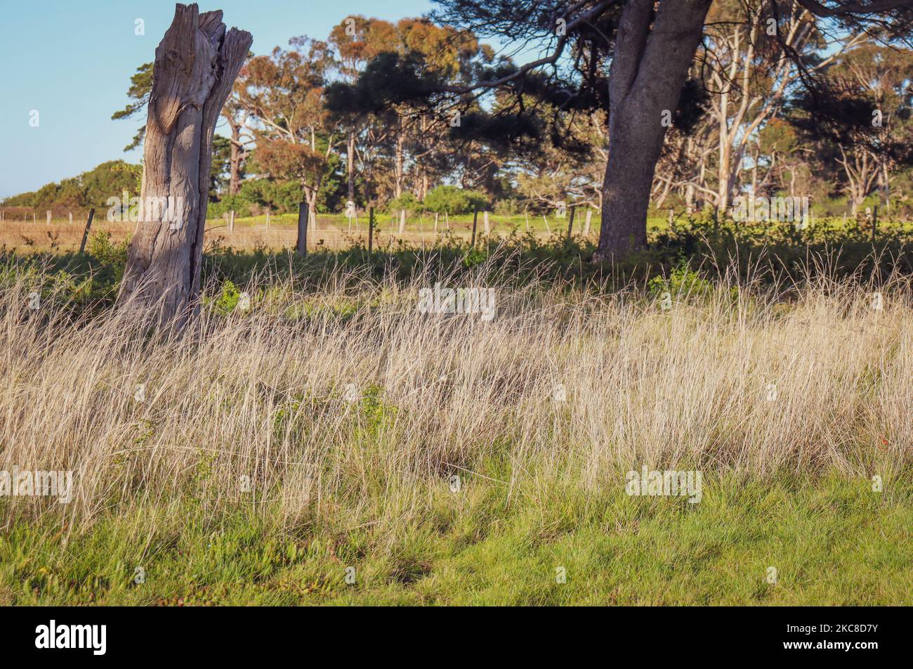 A field of fried grass and trees Stock Photo - Alamy