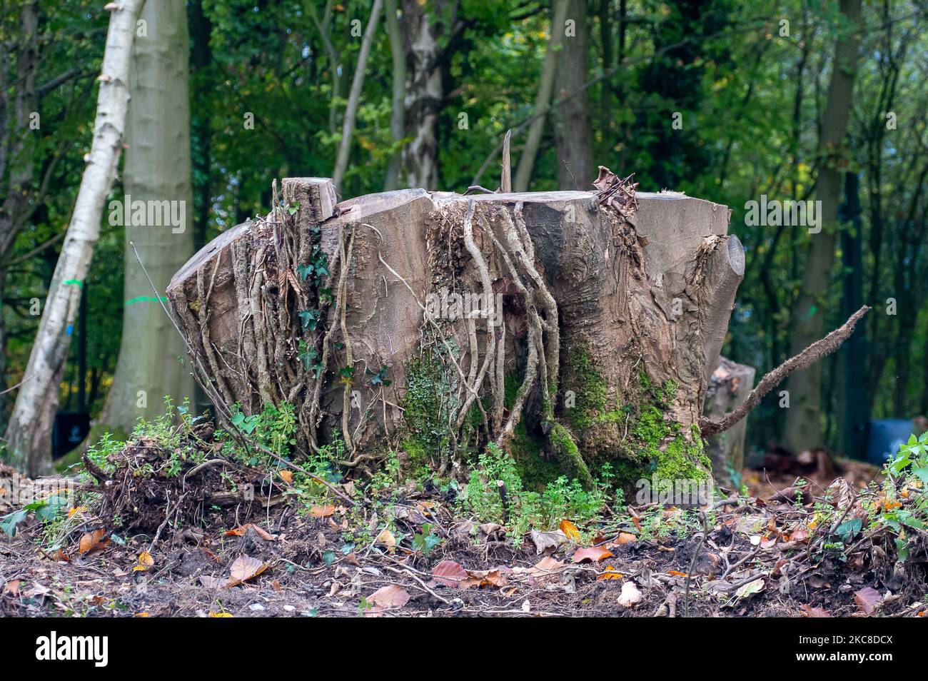 Wendover, Buckinghamshire, UK. 4th November, 2022. Trees felled by HS2 ...
