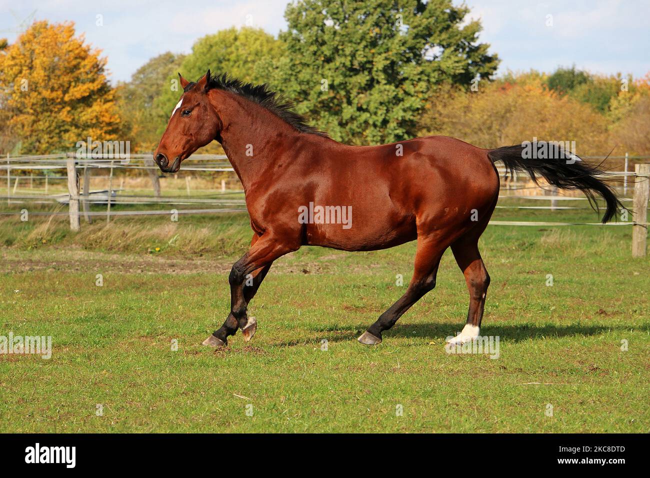 A Stallion which is a male brown horse in the field surrounded with ...