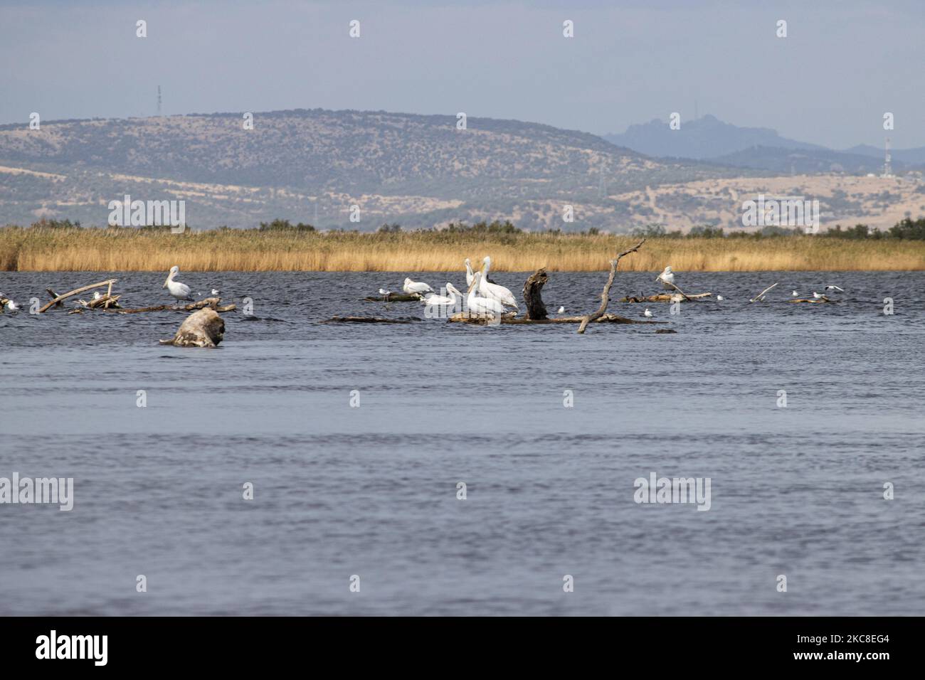 Dalmatian Pelican ( Pelecanus crispus ) as seen in Evros River Delta in ...