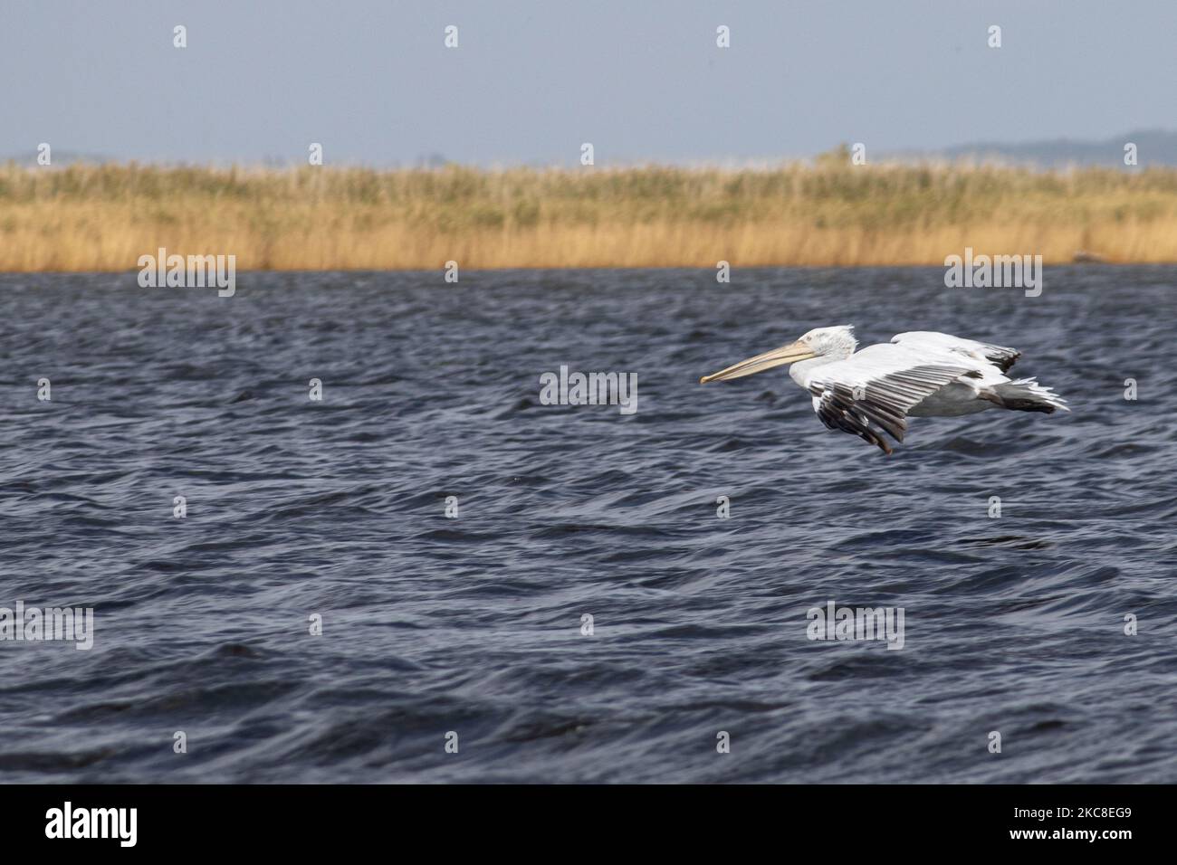 Dalmatian Pelican ( Pelecanus crispus ) as seen in Evros River Delta in ...