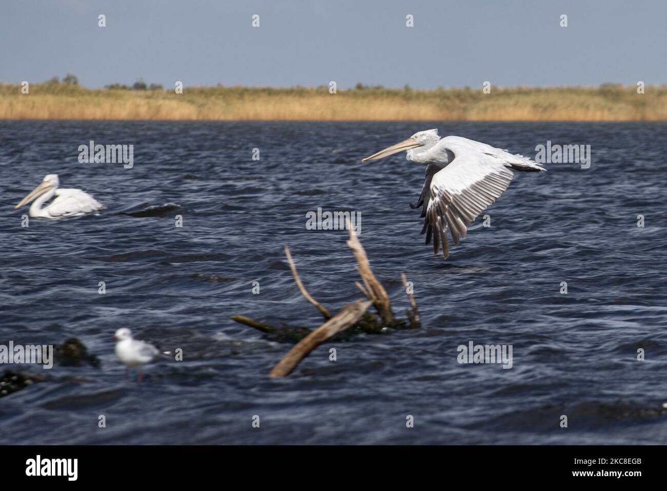 Flying Pelicans. Dalmatian Pelican ( Pelecanus crispus ) as seen in ...