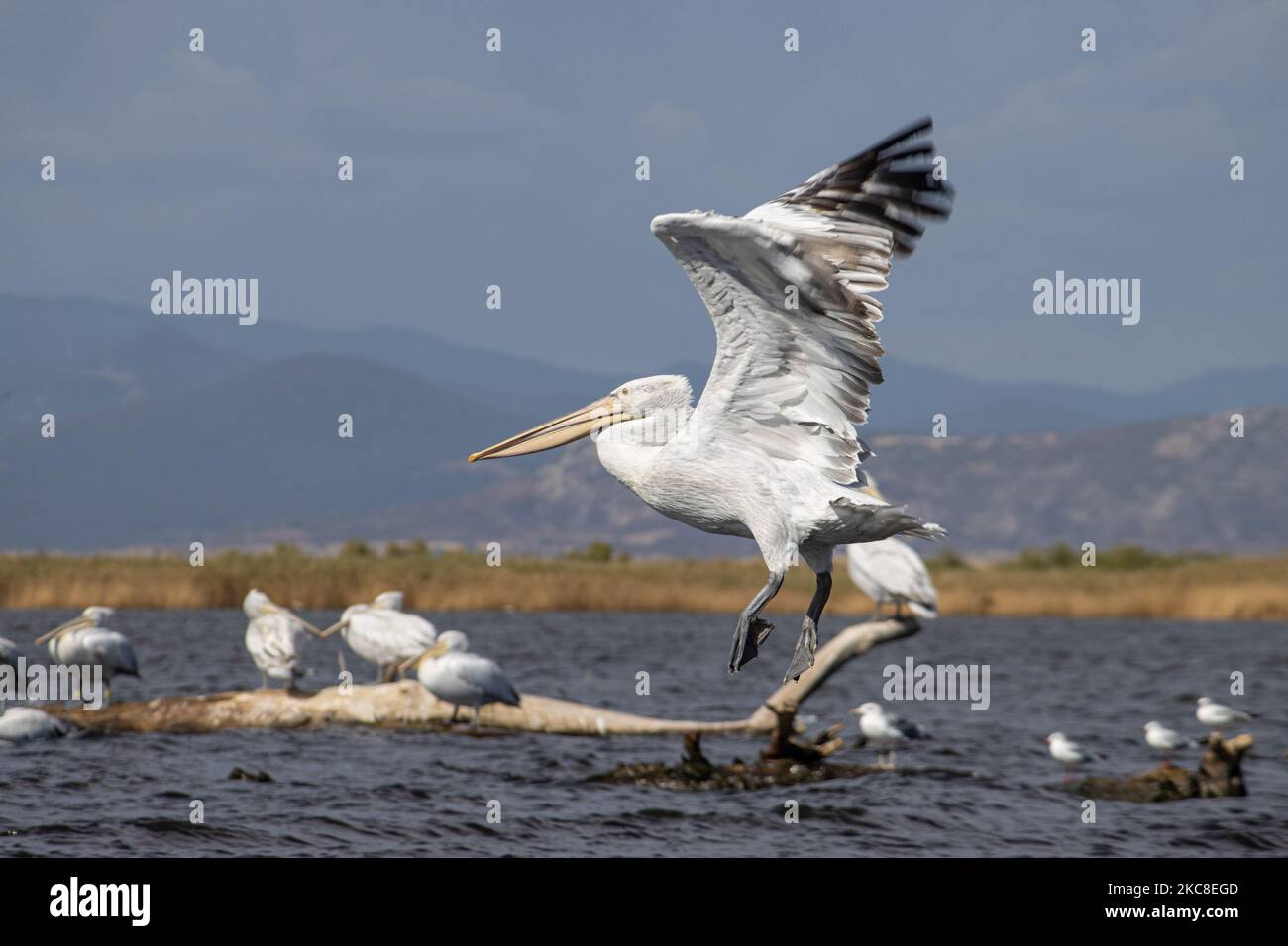 Flying Pelicans. Dalmatian Pelican ( Pelecanus crispus ) as seen in ...