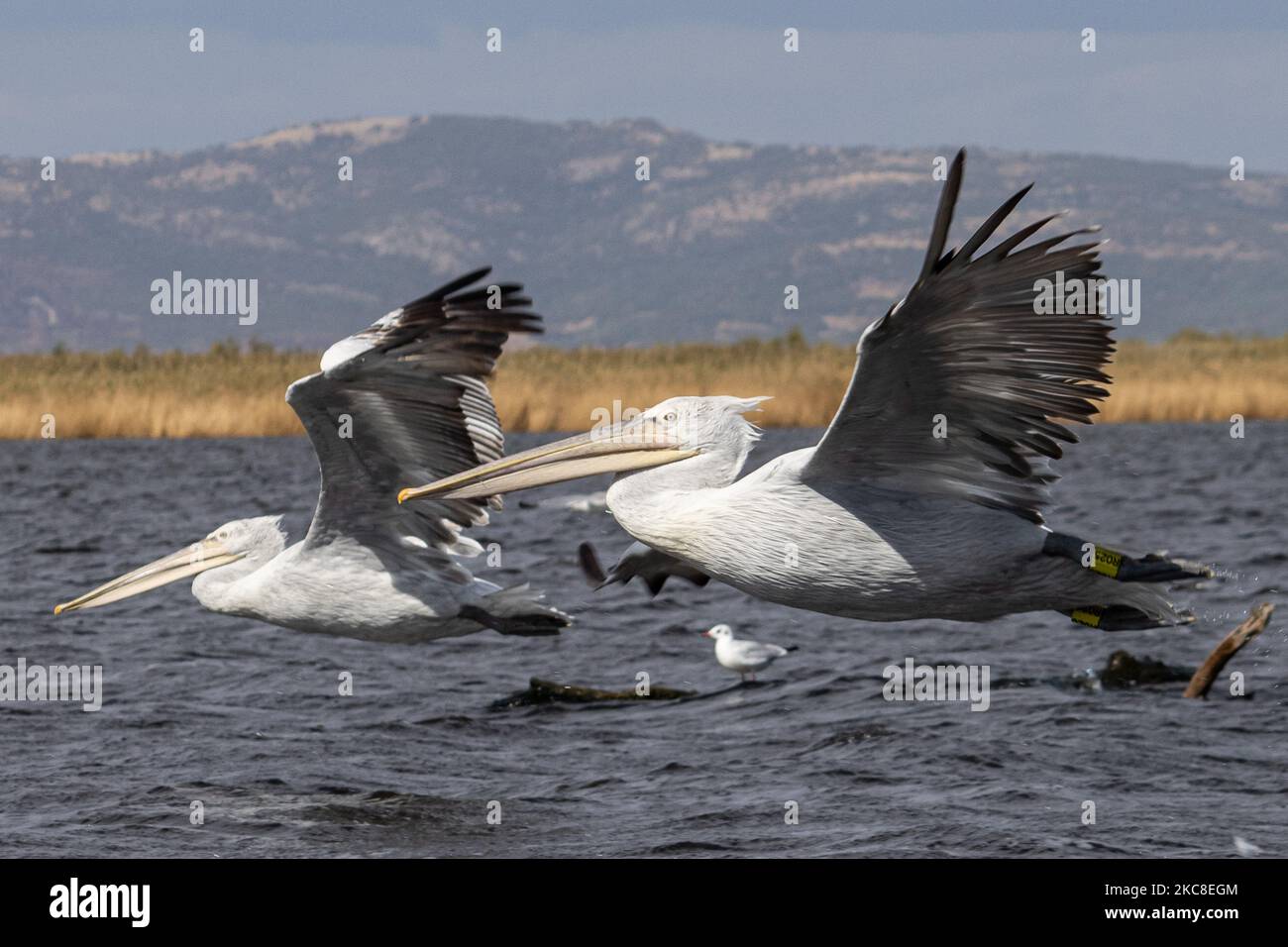 Flying Pelicans. Dalmatian Pelican ( Pelecanus crispus ) as seen in ...