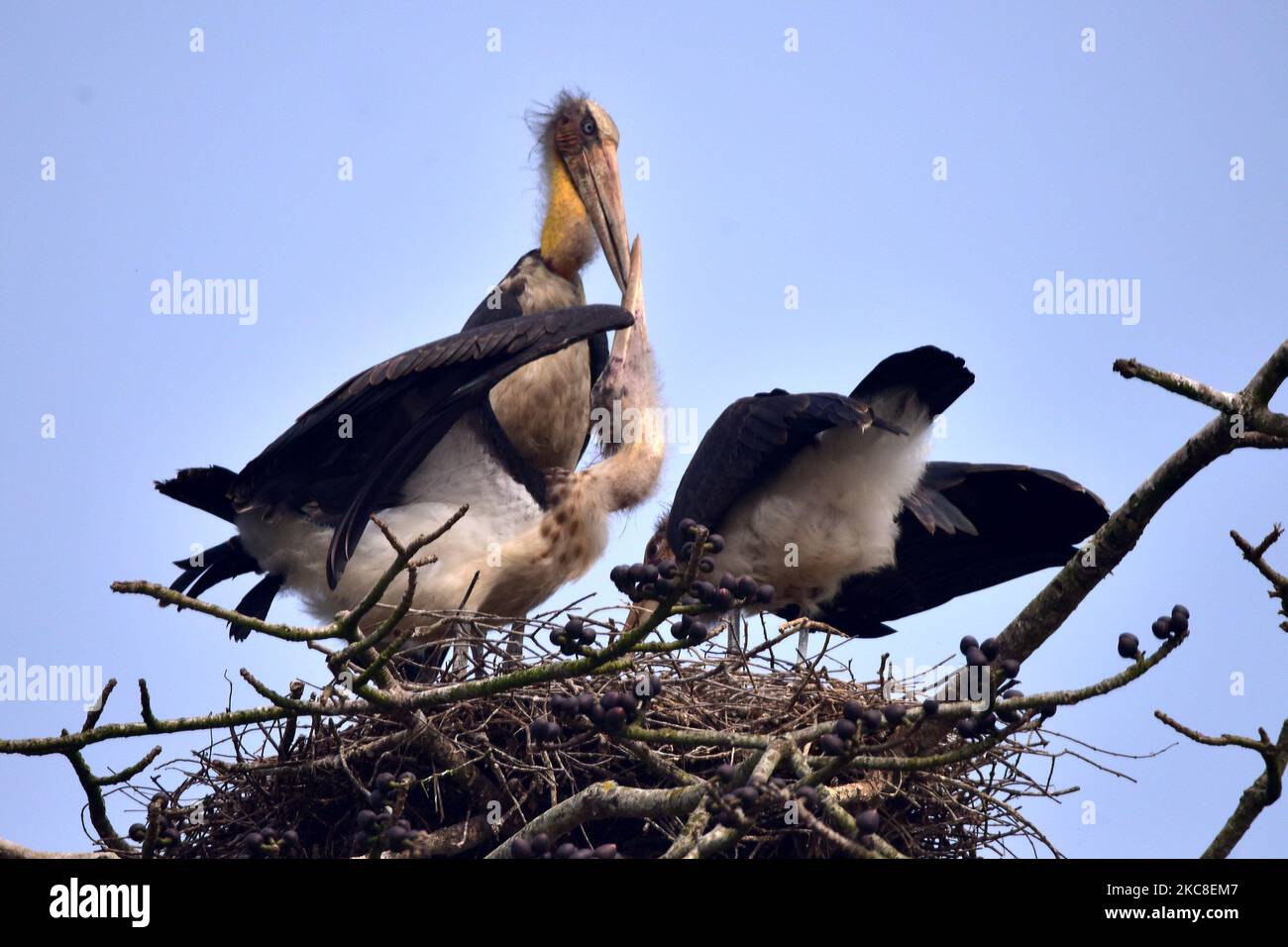 Greater adjutant storks bird seen feeding her baby on top of a silk ...