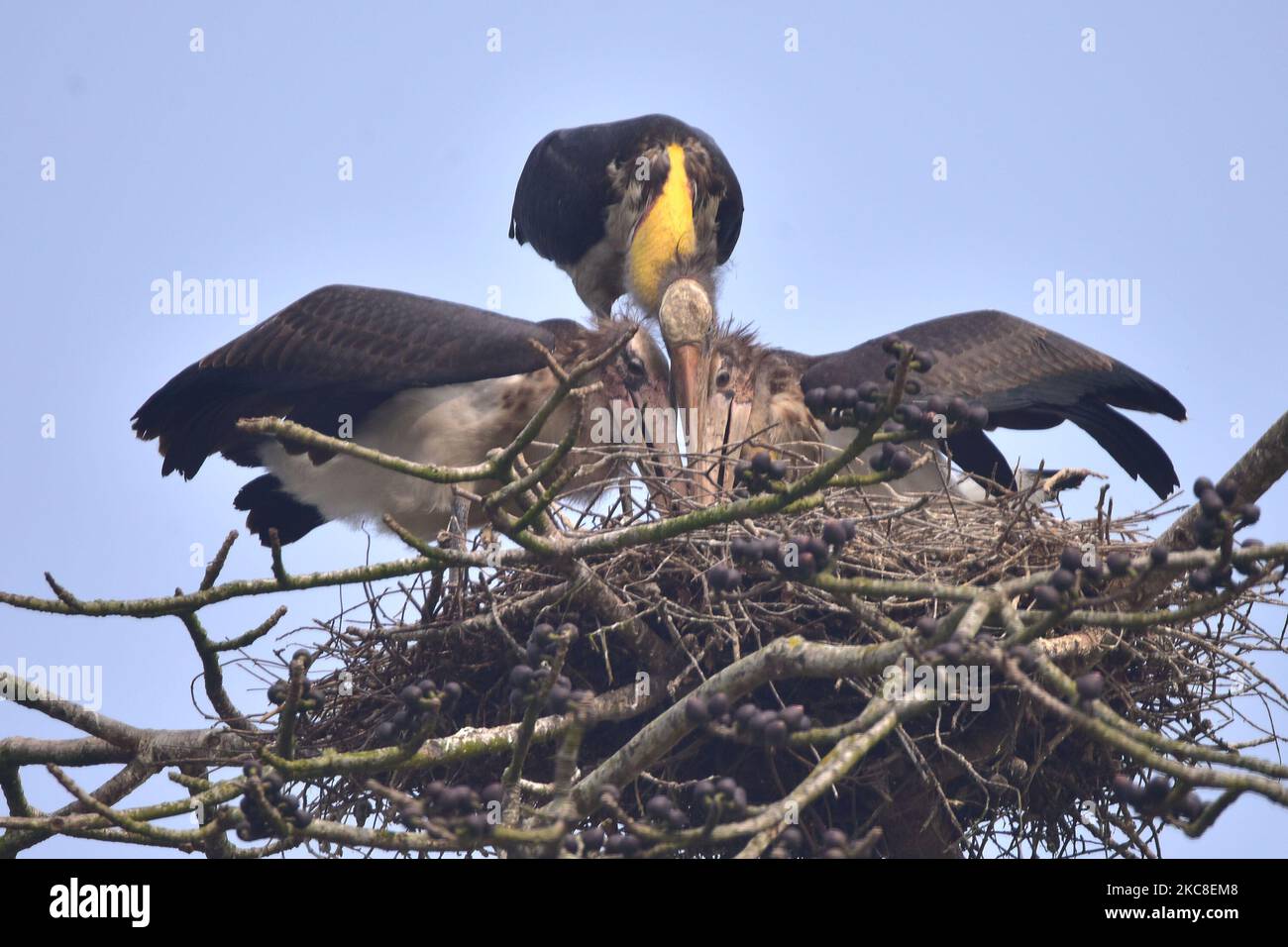 Greater adjutant storks bird seen feeding her baby on top of a silk ...
